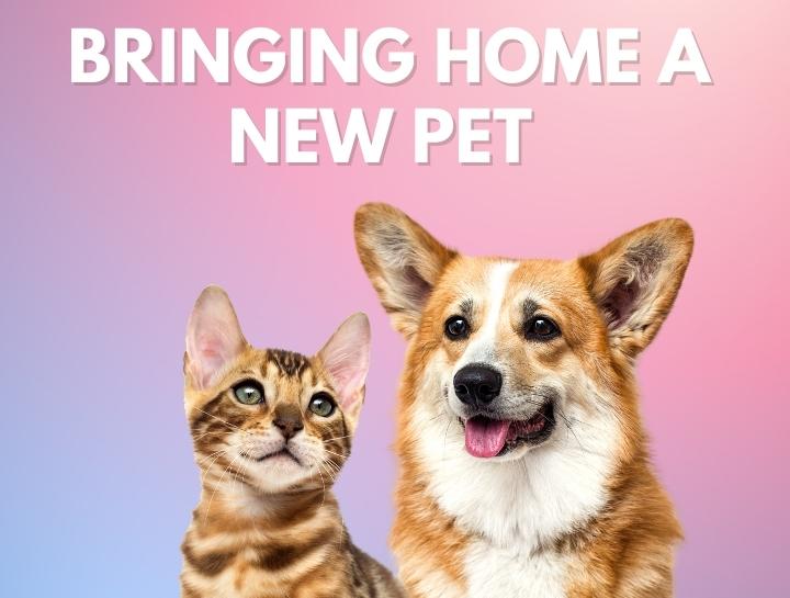 Earlysville Animal Hospital | Bringing Home A New Pet
